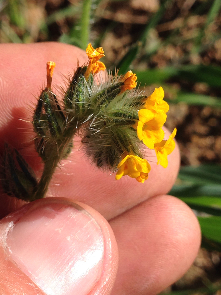 Common fiddleneck (Wildflowers of Bouverie Preserve of ACR) · iNaturalist