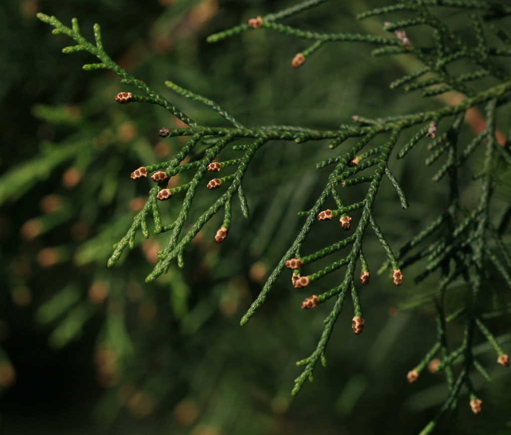 cypress family (Cupressaceae) - Botanical Realm