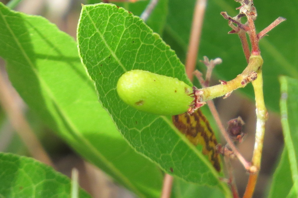 Gopher apple from Babcock-webb WMA, Charlotte County, FL, USA on May 18 ...