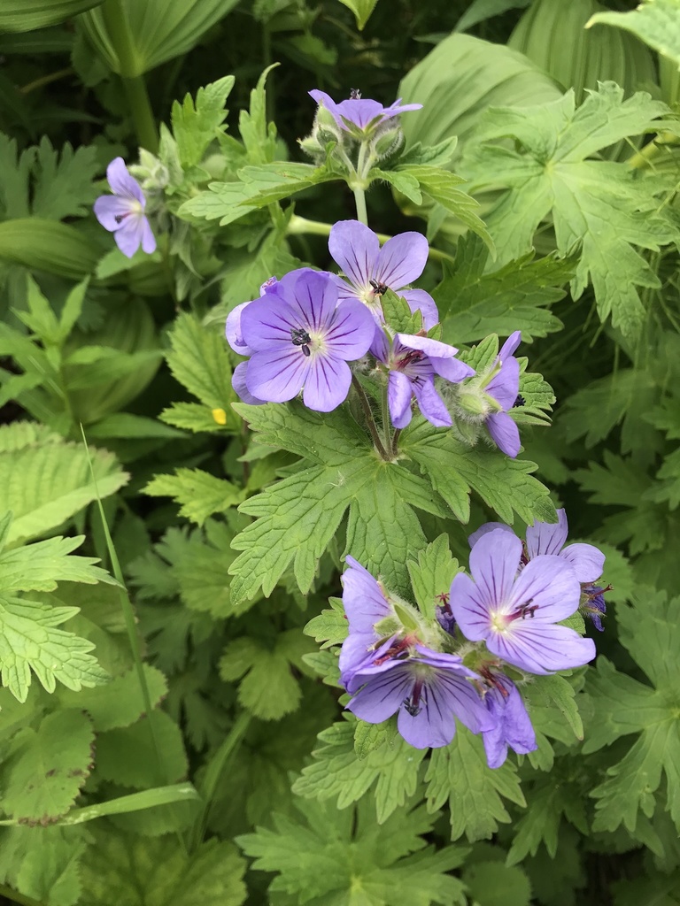 woolly cranesbill (Geranium Family of North America) · iNaturalist