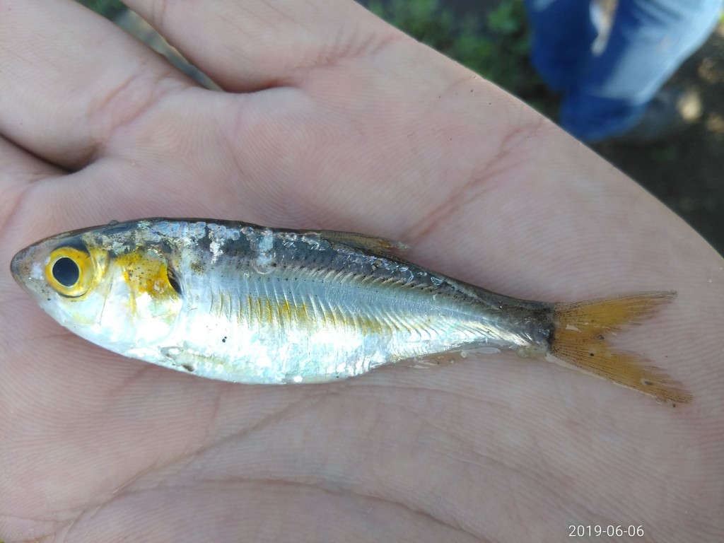 Threadfin Shad from Angel R. Cabada, Ver., México on June 6, 2019 at 06 ...