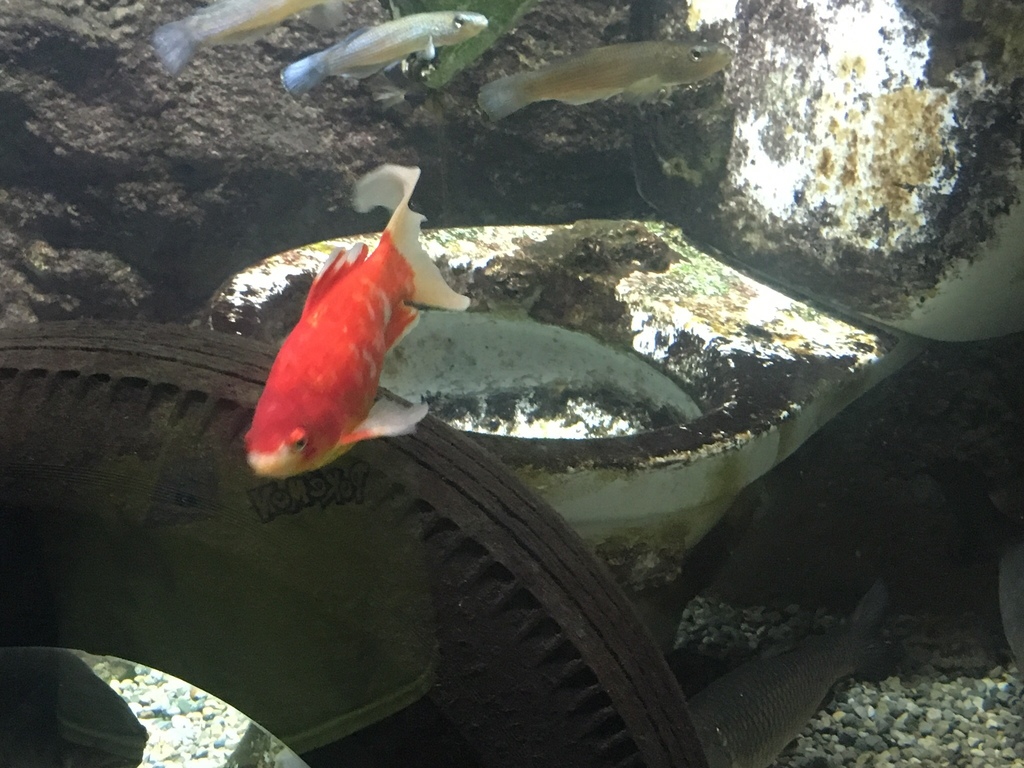 Goldfish from Toledo Zoo, Toledo, OH, US on May 05, 2018 at 03:17 PM by ...