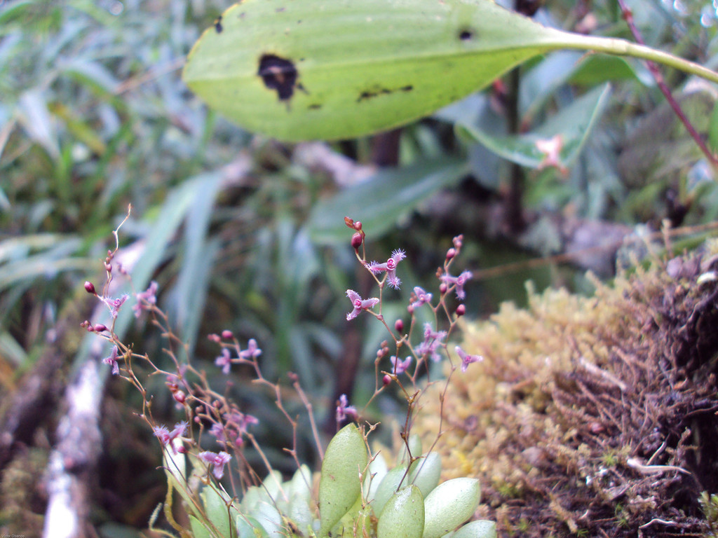 Stelis concinna from Ibarra, Ecuador on February 20, 2012 at 03:22 PM ...