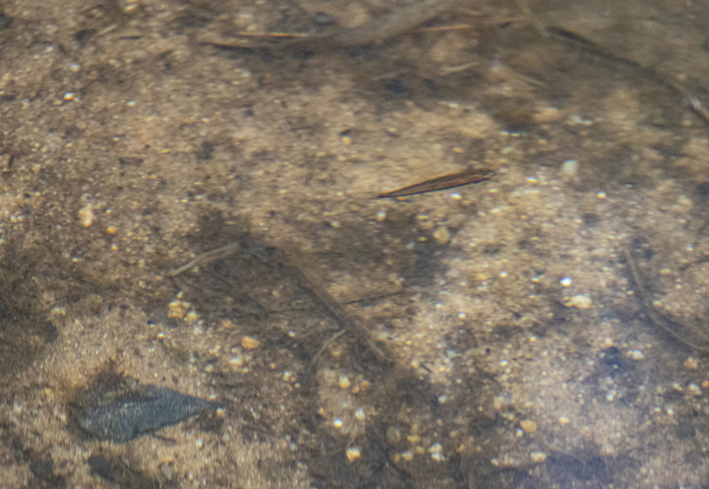 Bridle Shiner in May 2020 by npdowling · iNaturalist
