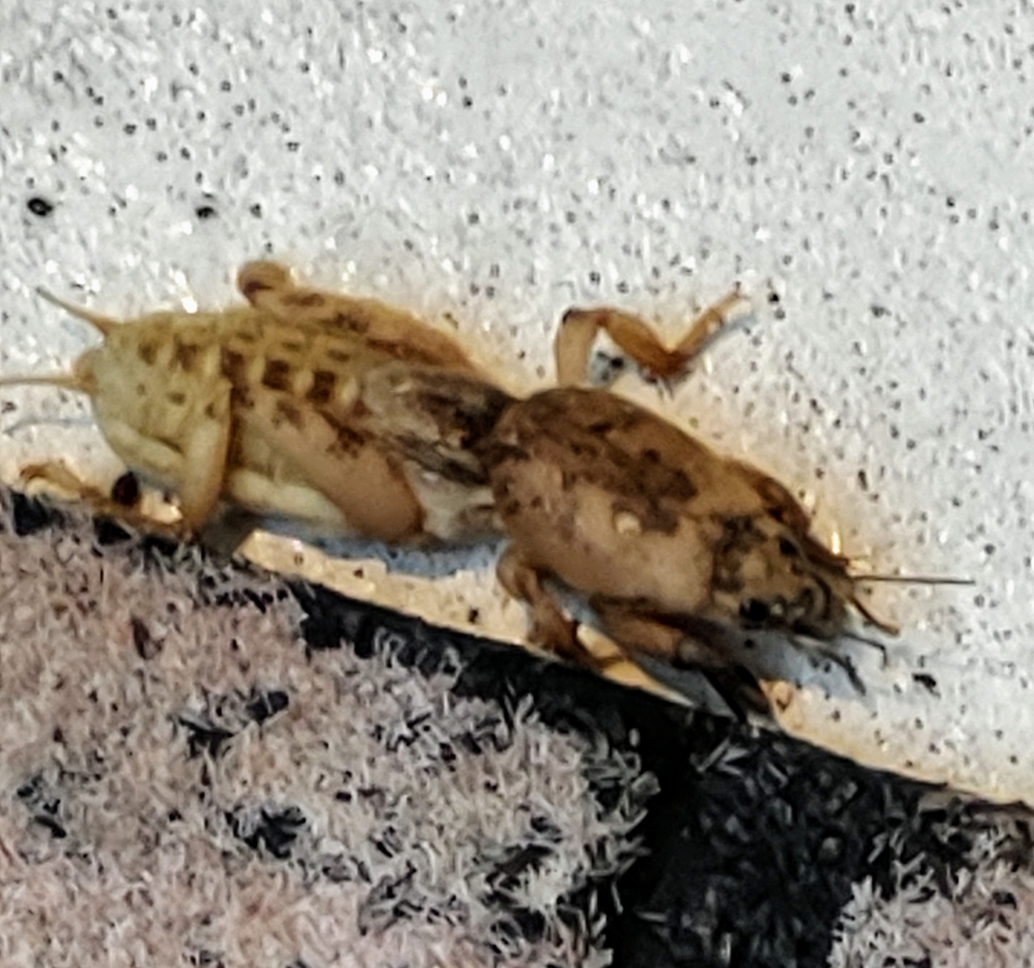 Neoscapteriscus abbreviatus (Scudder, 1869)