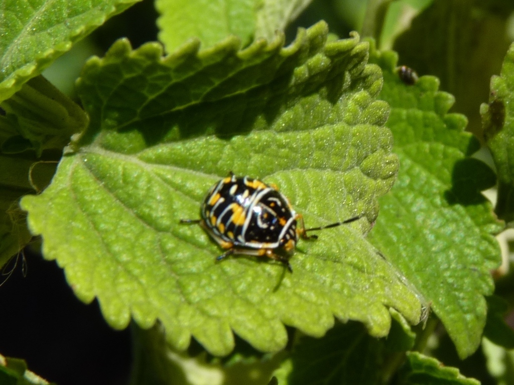 Antestia Bug from Ferness, Cape Town, 7800, South Africa on April 1 ...