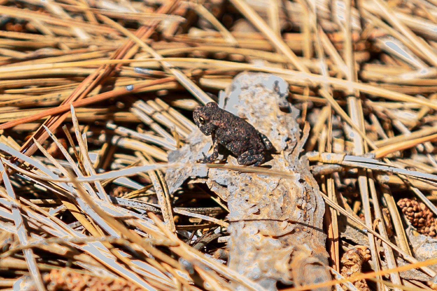 Anaxyrus houstonensis (Sanders, 1953)