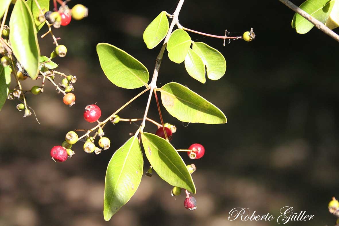 Plinia rivularis (Cambess.) Rotman