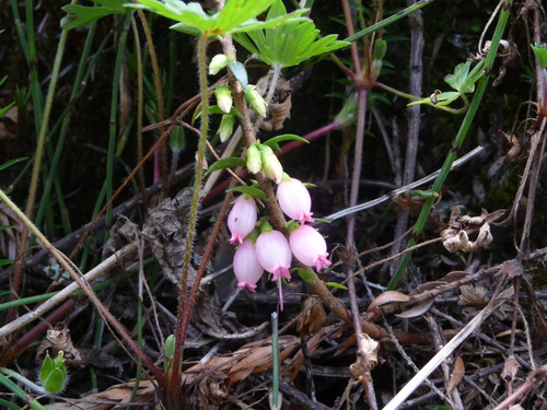 Disterigma stereophyllum · NaturaLista Colombia