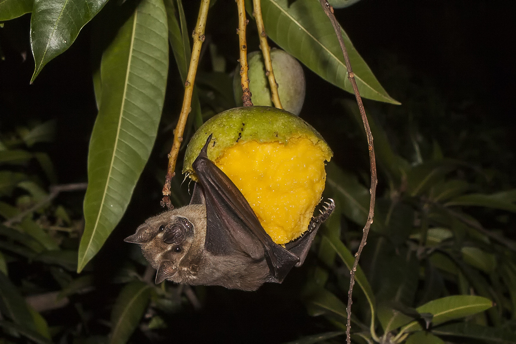 Jamaican Fruit-eating Bat from Los Alpes II, Santo Domingo, Dominican ...