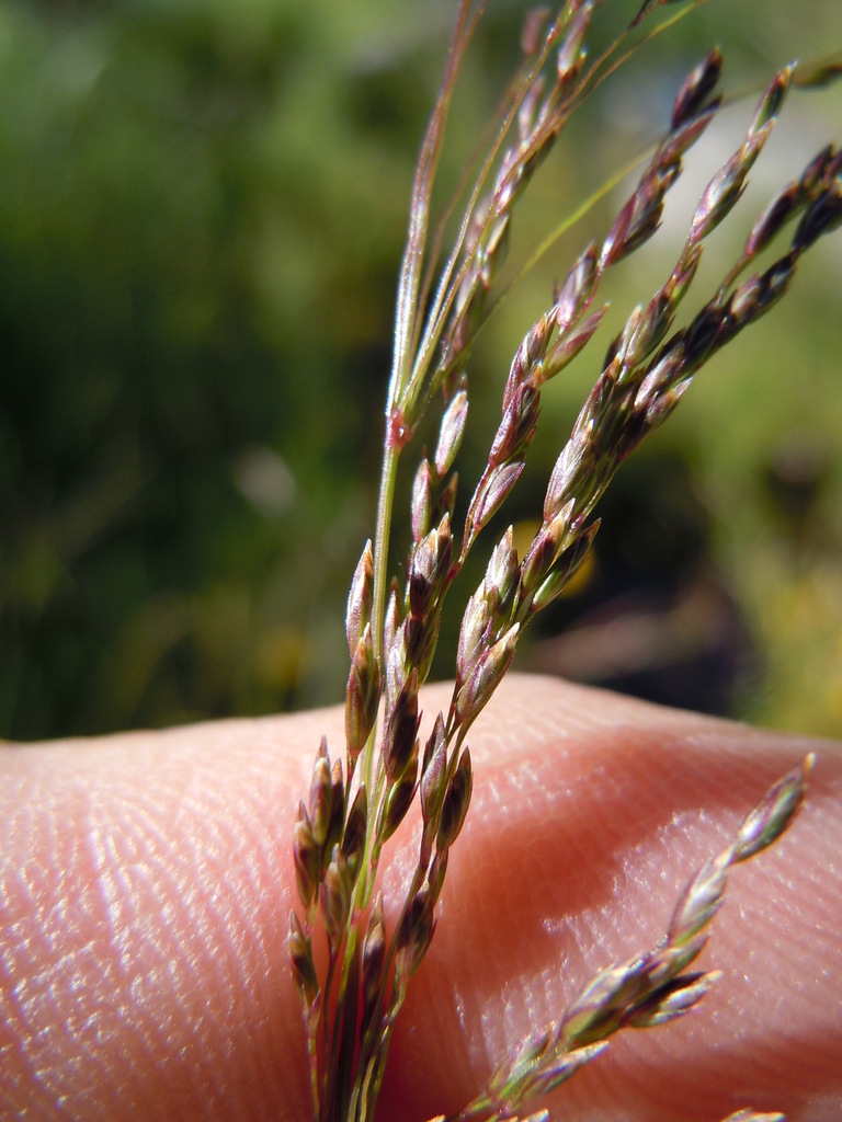 nuttall's alkali grass (Native Grasses, Ferns, and Mosses of Golden ...