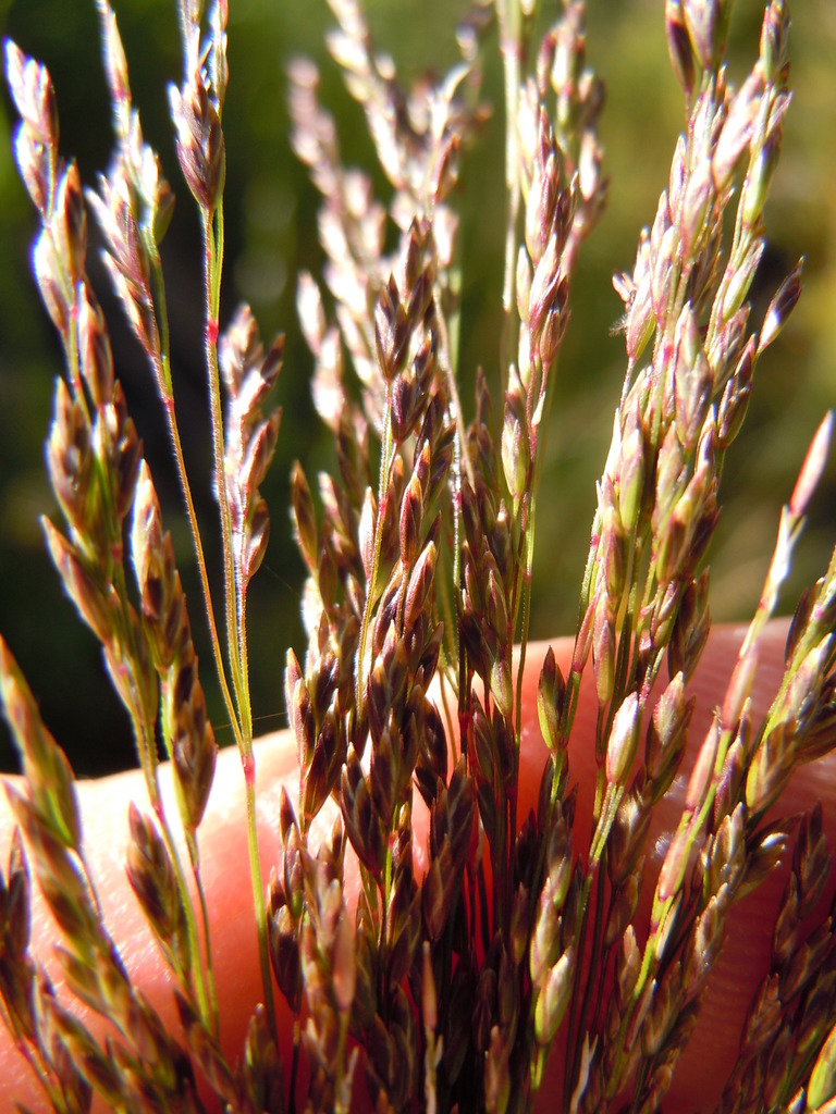 nuttall's alkali grass (Native Grasses, Ferns, and Mosses of Golden ...
