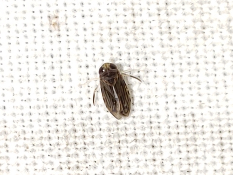 Micronecta ludibunda from Lutz, FL, USA on May 18, 2020 at 01:10 AM by ...