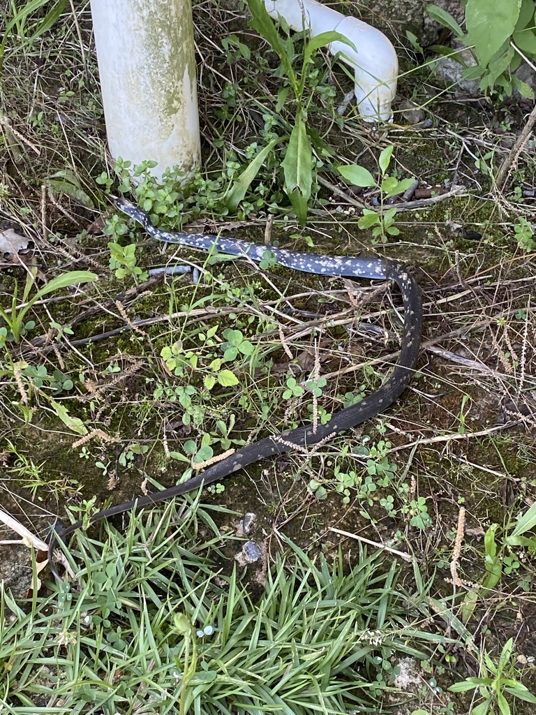 Buttermilk Racer from Kinder, LA, US on May 18, 2020 at 05:39 PM by Dan ...