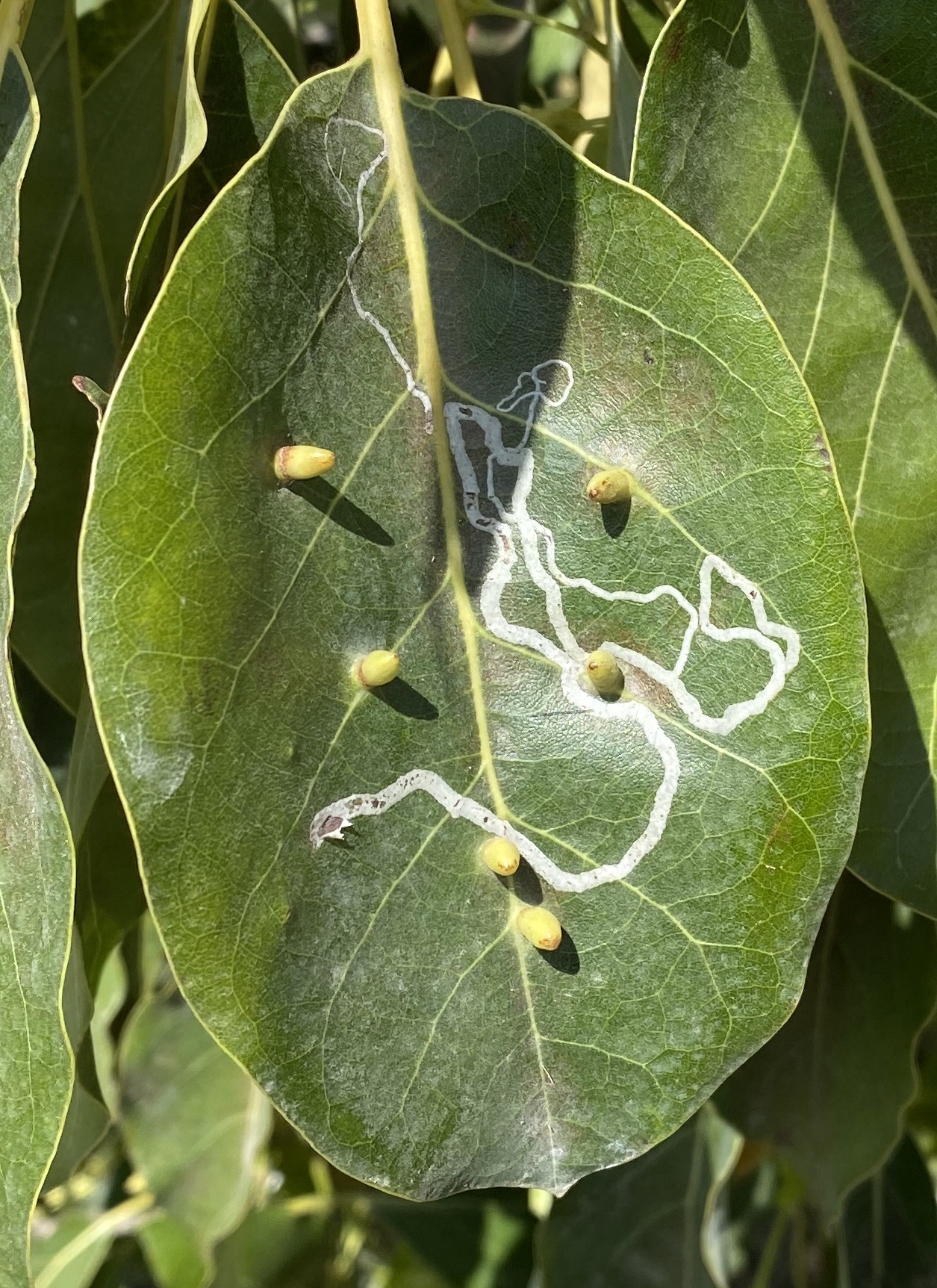 Trioza anceps Tuthill, 1944