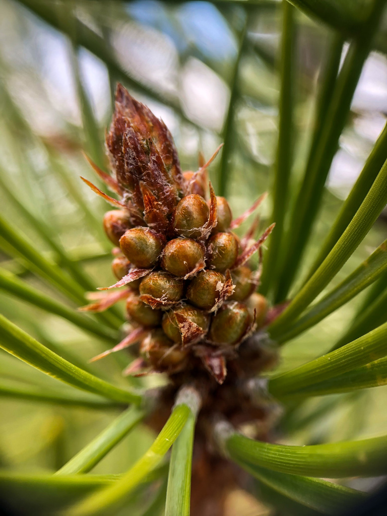 Interior Lodgepole Pine from Division No. 3, Alberta, Canada on May 16 ...