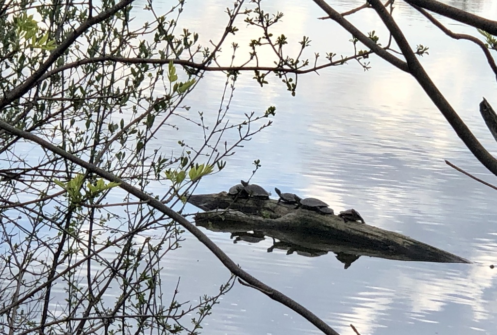 Northern Map Turtle from Lake Huron, MI, US on May 15, 2020 at 06:38 PM ...