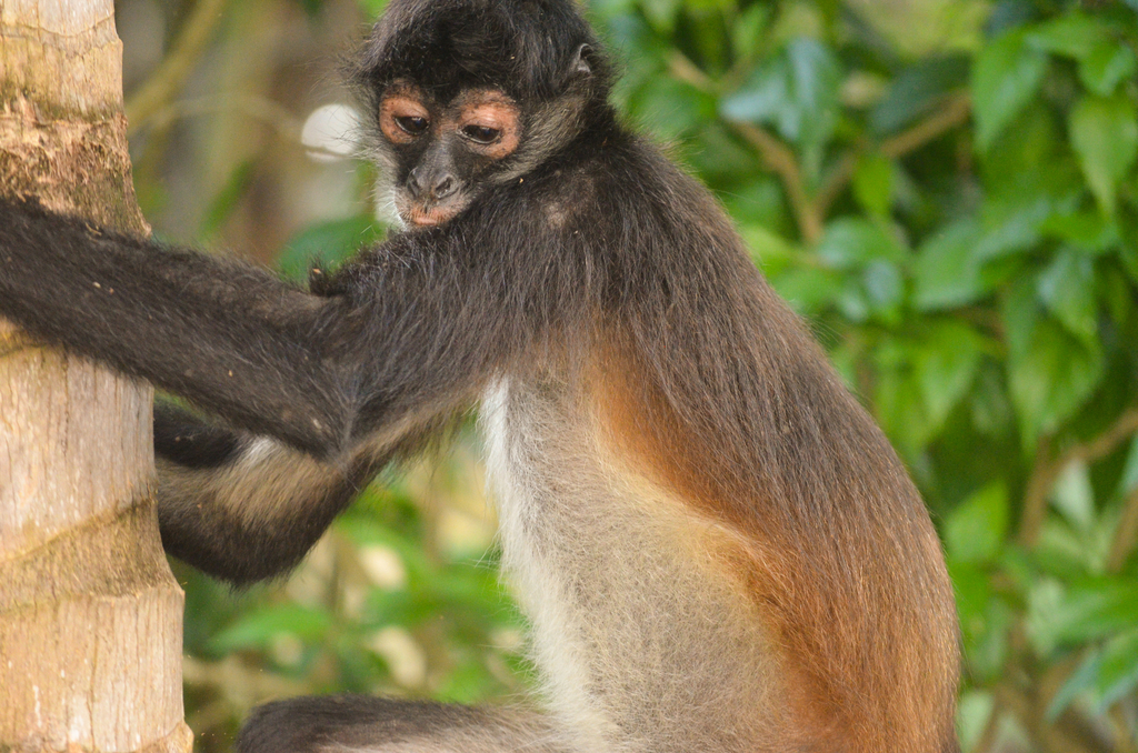 Mexican Spider Monkey (Ateles geoffroyi vellerosus) - Know Your Mammals