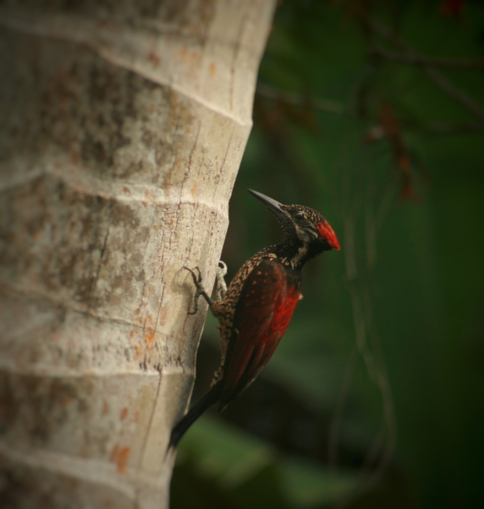 Red-backed Flameback from Deshasthra Kalutara West, Wadduwa, Sri Lanka ...