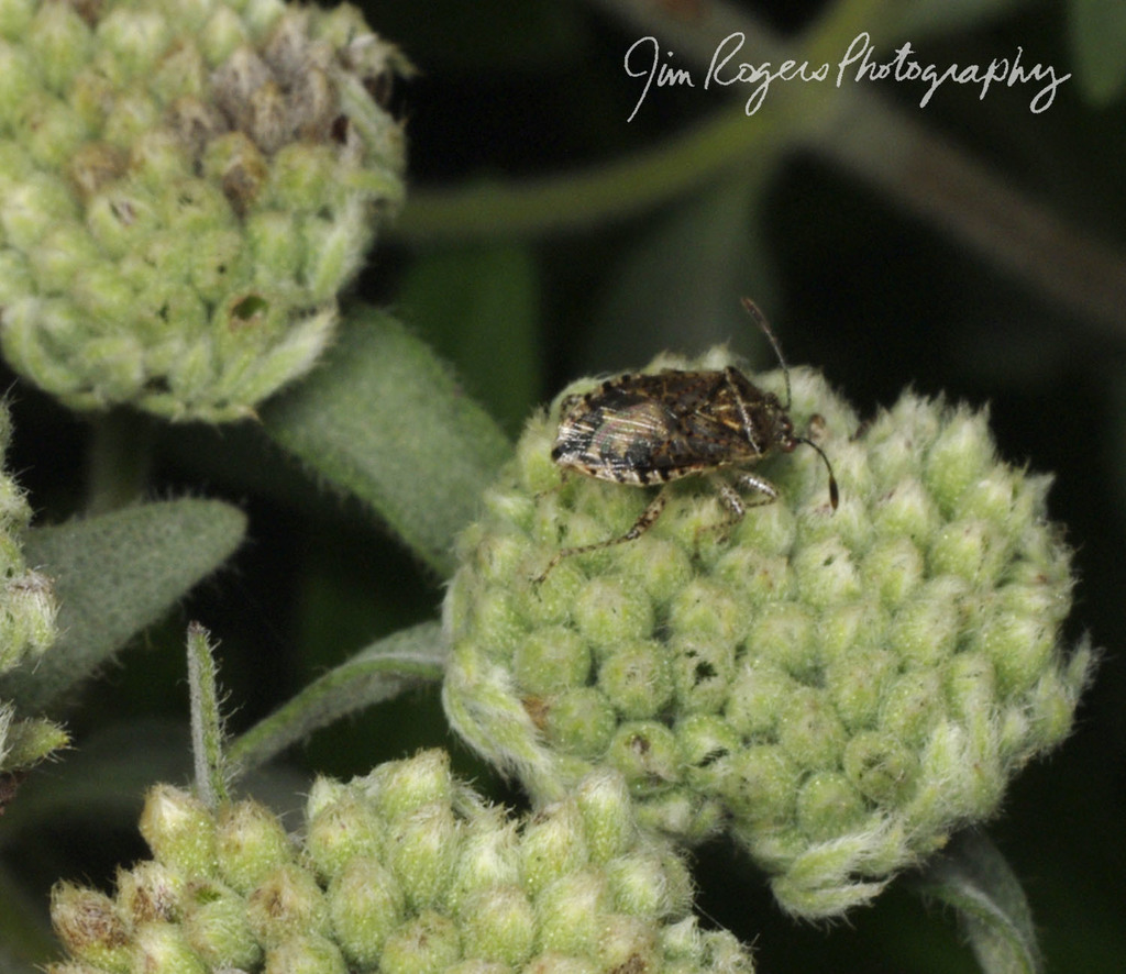 Pentatomomorph Bugs from Osage County, MO, USA on September 10, 2010 by ...