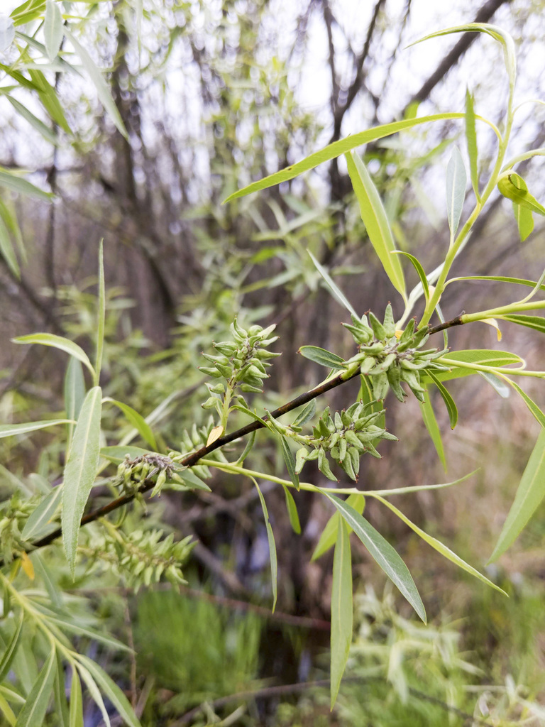 interior sandbar willow (Salix interior) - Botanical Realm