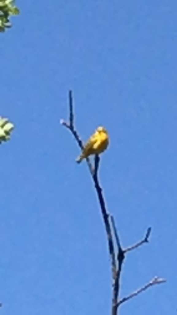 Perching Birds from Massapequa Preserve, Massapequa Park, NY, US on May ...