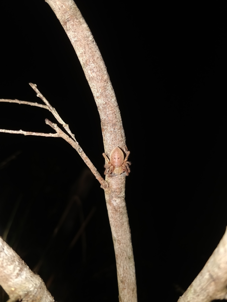 Badge Huntsman Spiders from Salamander Bay - Soldiers Point NSW ...