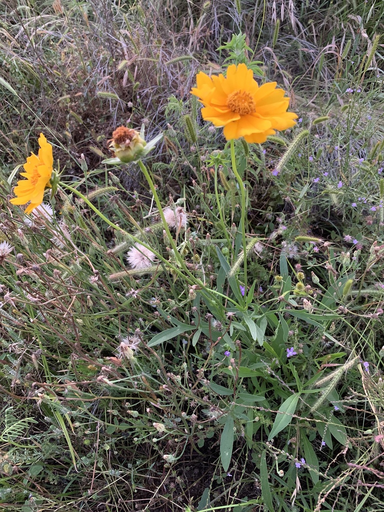 Tickseed from County Road 1040, Cooper, TX, US on May 18, 2020 at 08:27 ...
