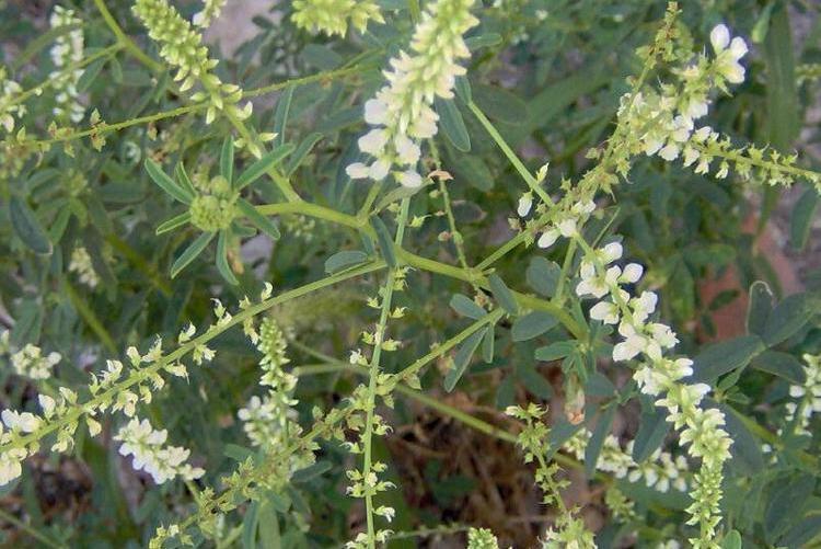 white sweet clover (Plants of Saxony) · iNaturalist
