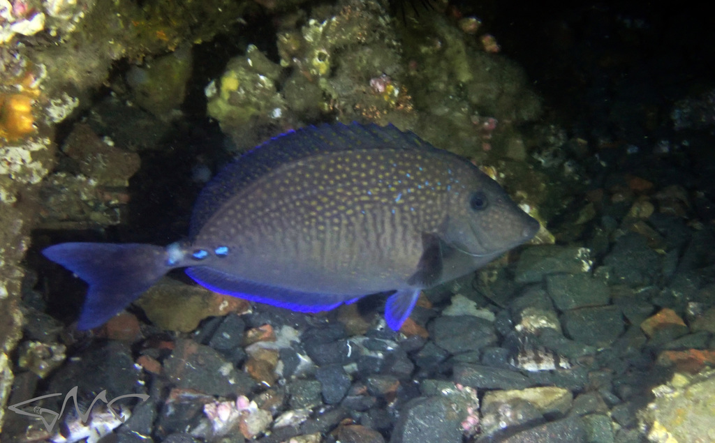Spotted Sawtail (Prionurus maculatus) - Marine Life Identification