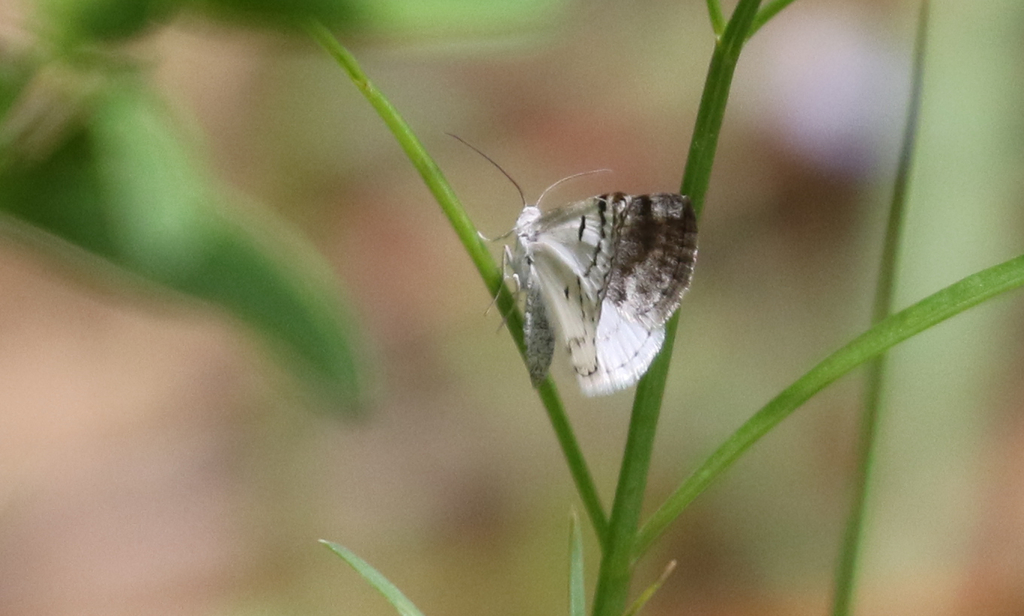 Bluish Spring Moth from Spokane County, WA, USA on May 16, 2020 at 01: ...