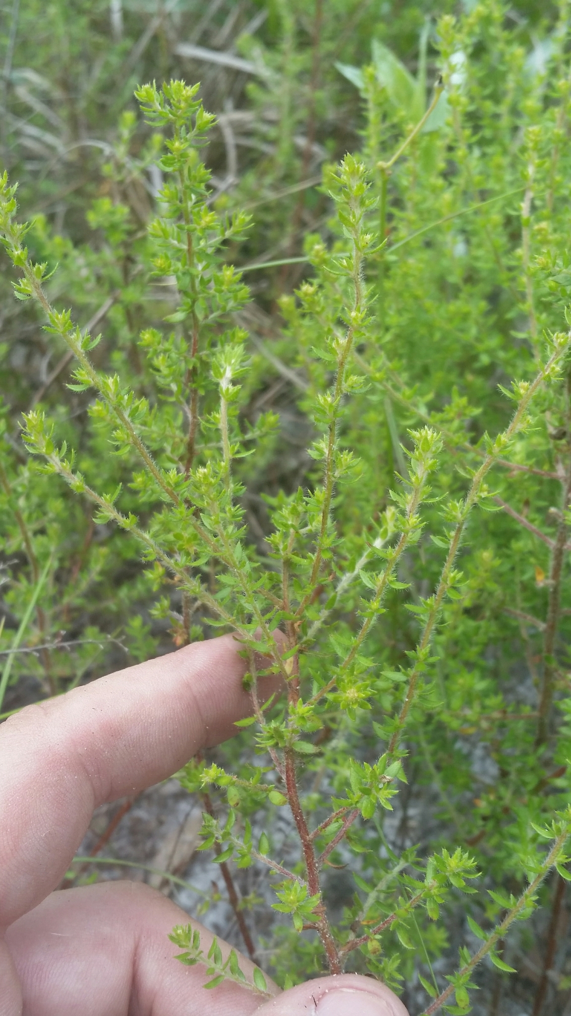 Lechea divaricata Shuttlew. ex Britton