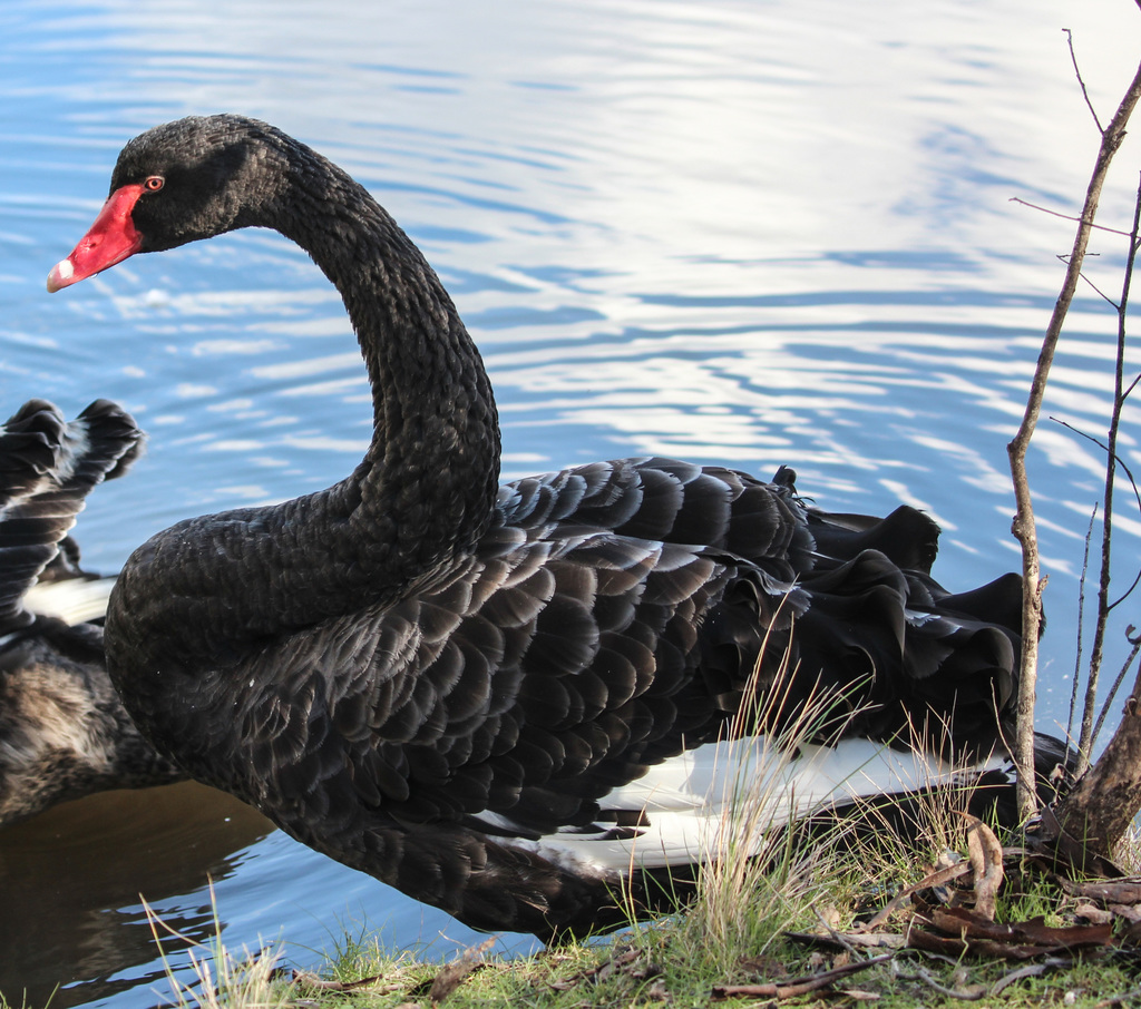 Black Swan from Canberra, Australian Capital Territory, Australia on ...