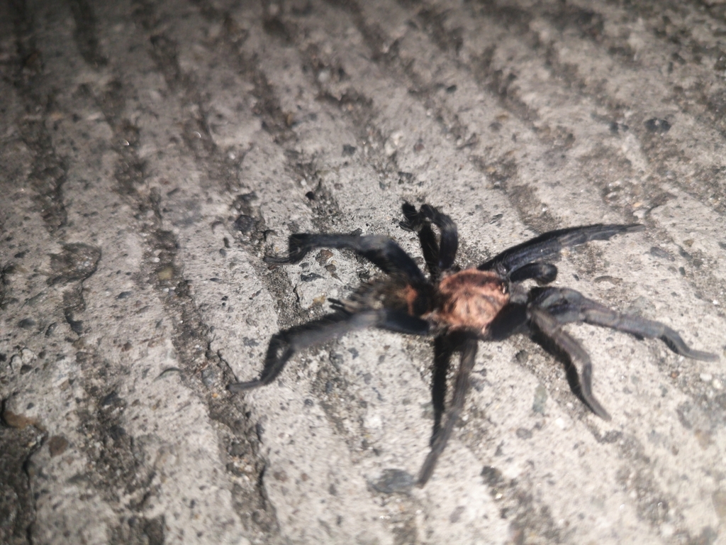 Tiger Rump Tarantulas in May 2020 by Rene Villanueva · iNaturalist