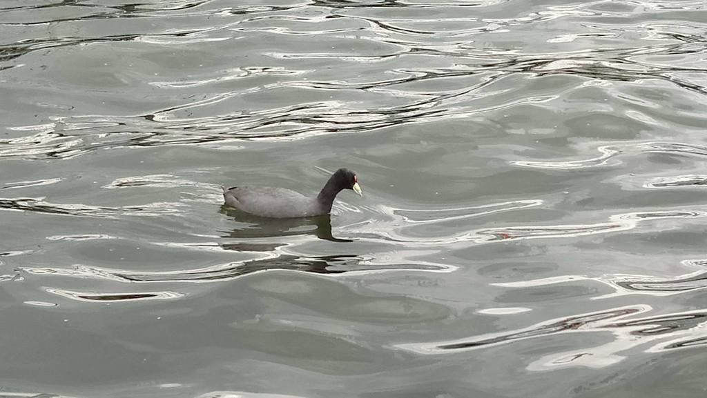 Slate-colored Coot from Otavalo, Ecuador on April 17, 2019 at 12:44 PM ...