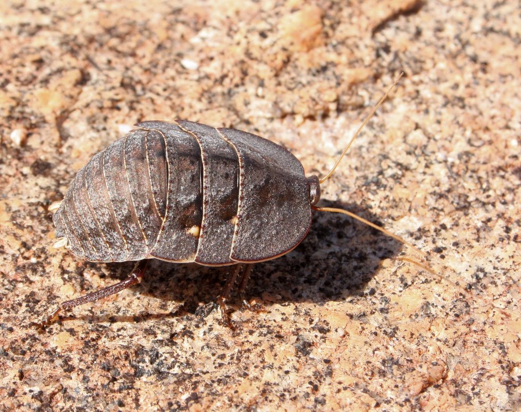 Polyzosteria flavomaculosa from Wallaroo WA 6429, Australia on October ...