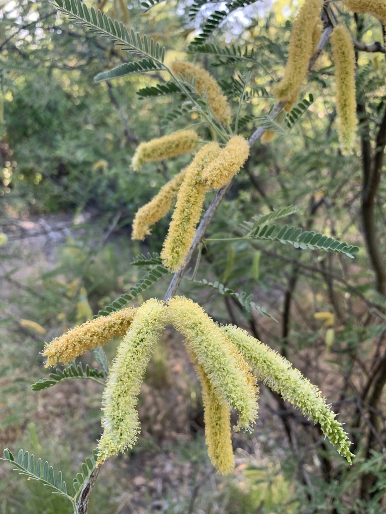 velvet mesquite from Coconino National Forest, Camp Verde, AZ, US on ...