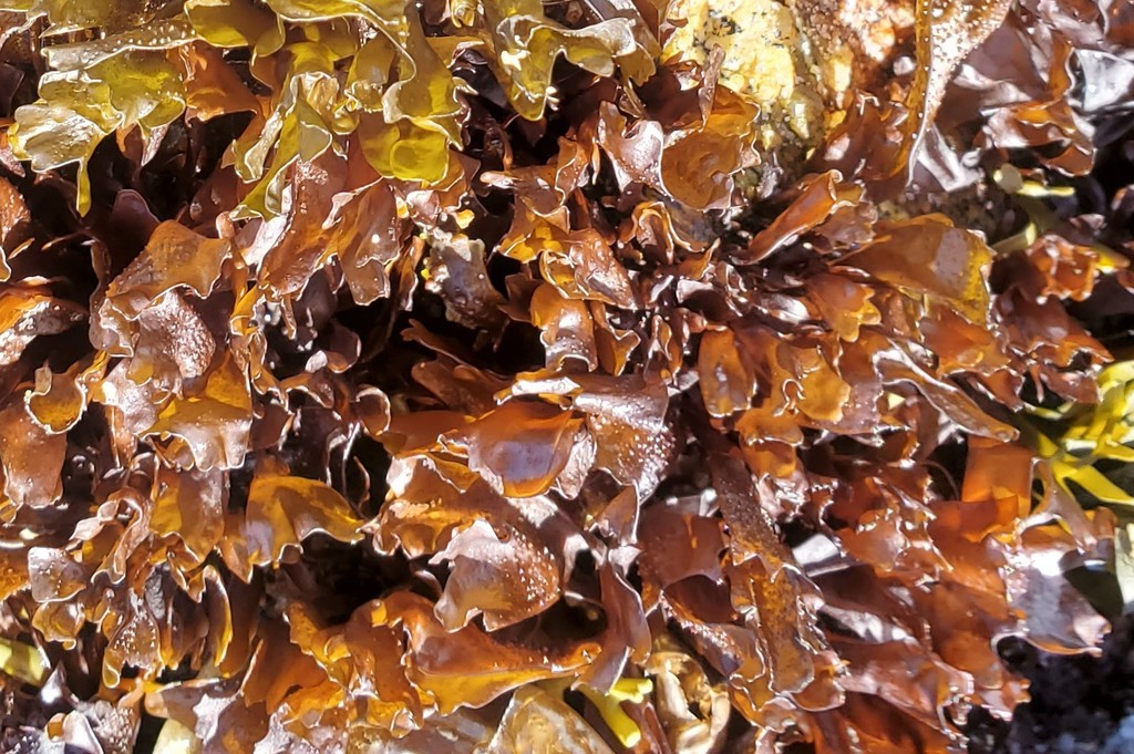 encrusting red algae (Mastocarpus) - Botanical Realm