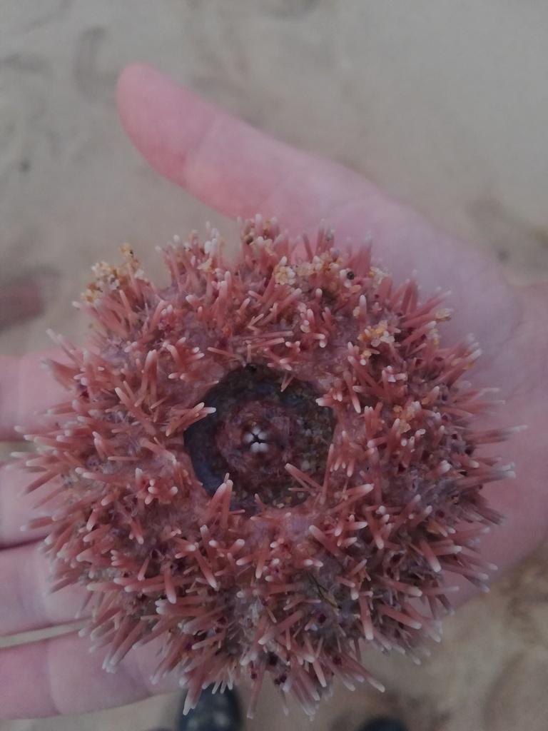 Rose Flower Urchin from Santa María Huatulco, Oax., México on May 15 ...