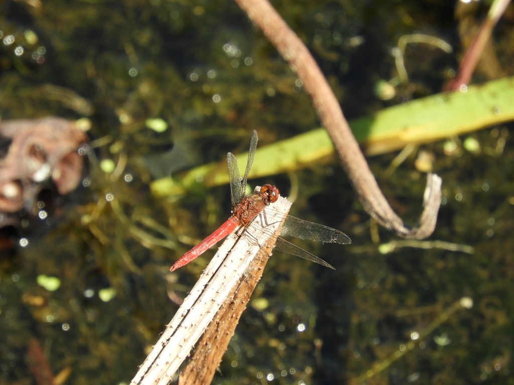 Red Arrow from Middle Point NT 0822, Australia on July 4, 2019 at 01:12 ...