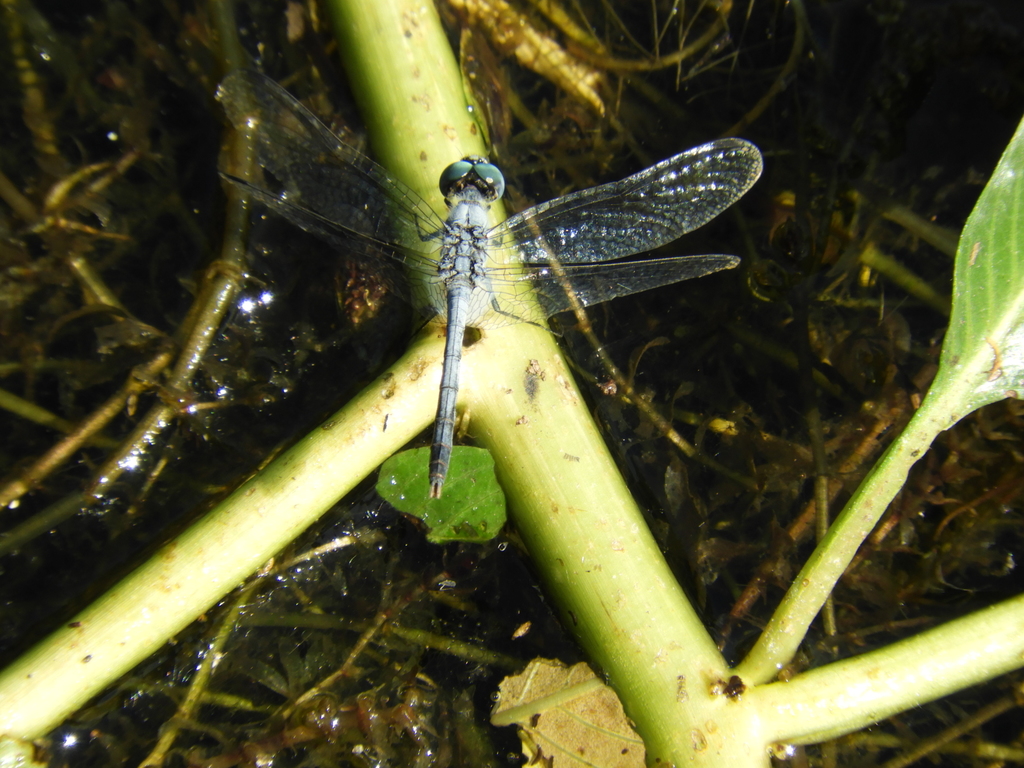 Chalky Percher from Middle Point NT 0822, Australia on July 4, 2019 at ...