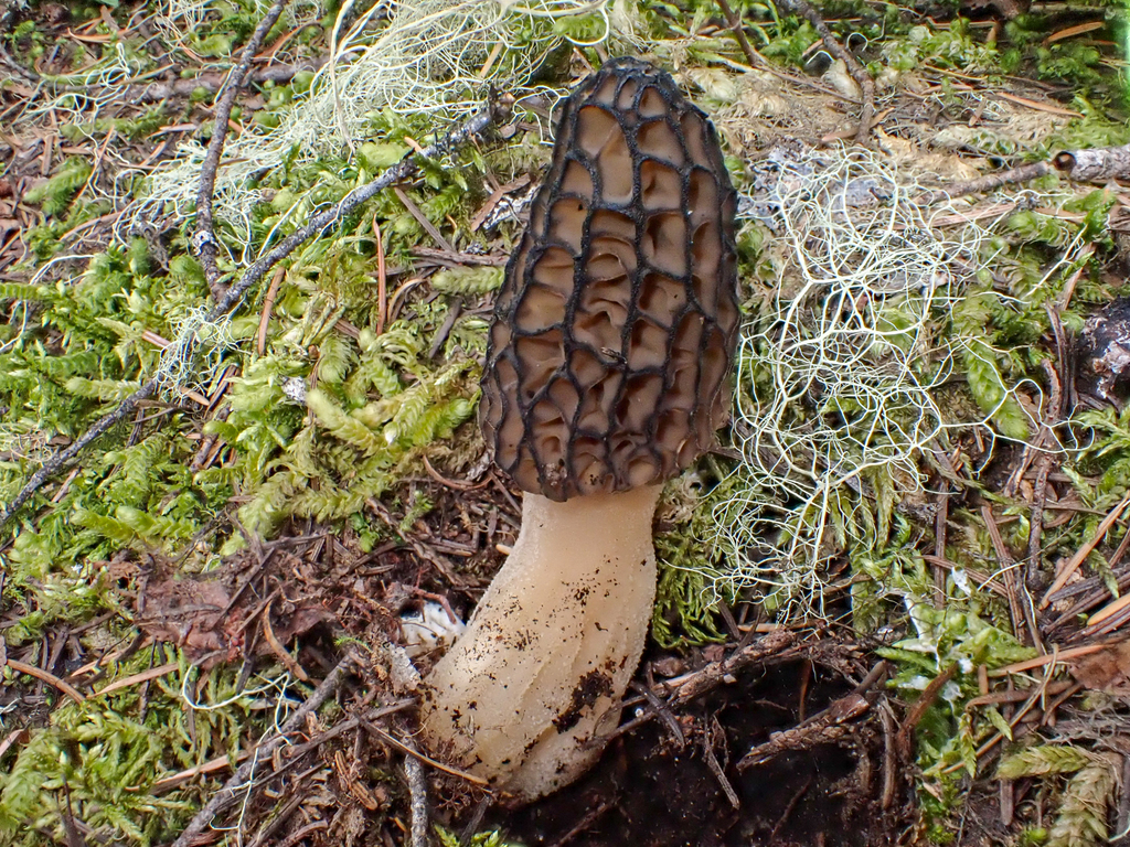 Morchella norvegiensis in May 2020 by Chloe and Trevor Van Loon ...