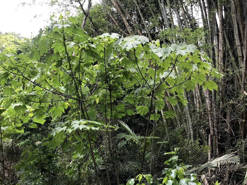 mu oil tree from Taichung, Taichung, Taiwan on May 15, 2020 at 12:13 PM ...