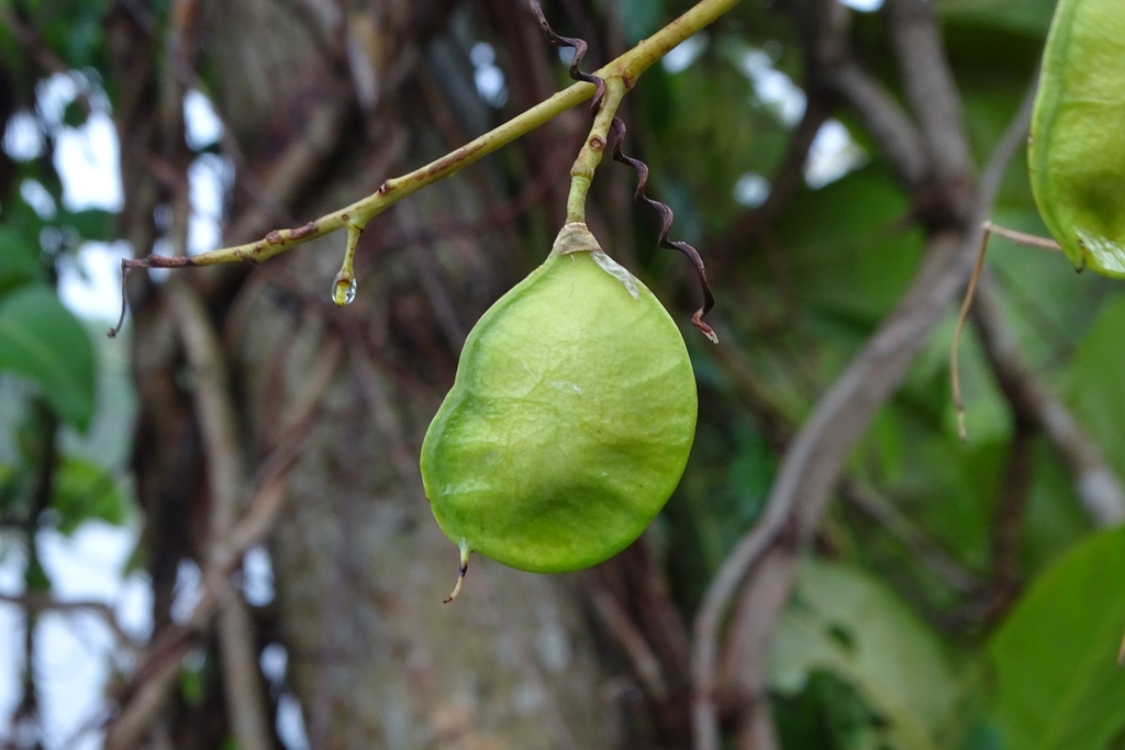 Derrises (Derris) - Botanical Realm