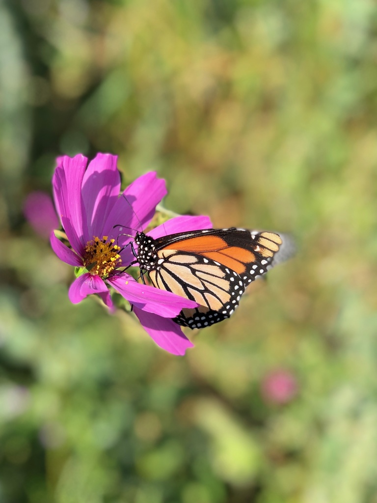 Monarch from Echo Dr, La Mesa, CA, US on May 09, 2020 at 10:27 AM by ...