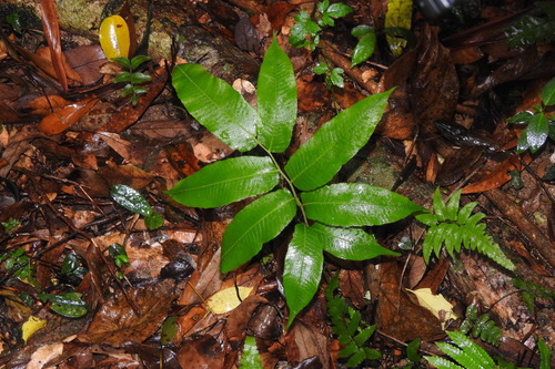 Pronephrium asperum · iNaturalist