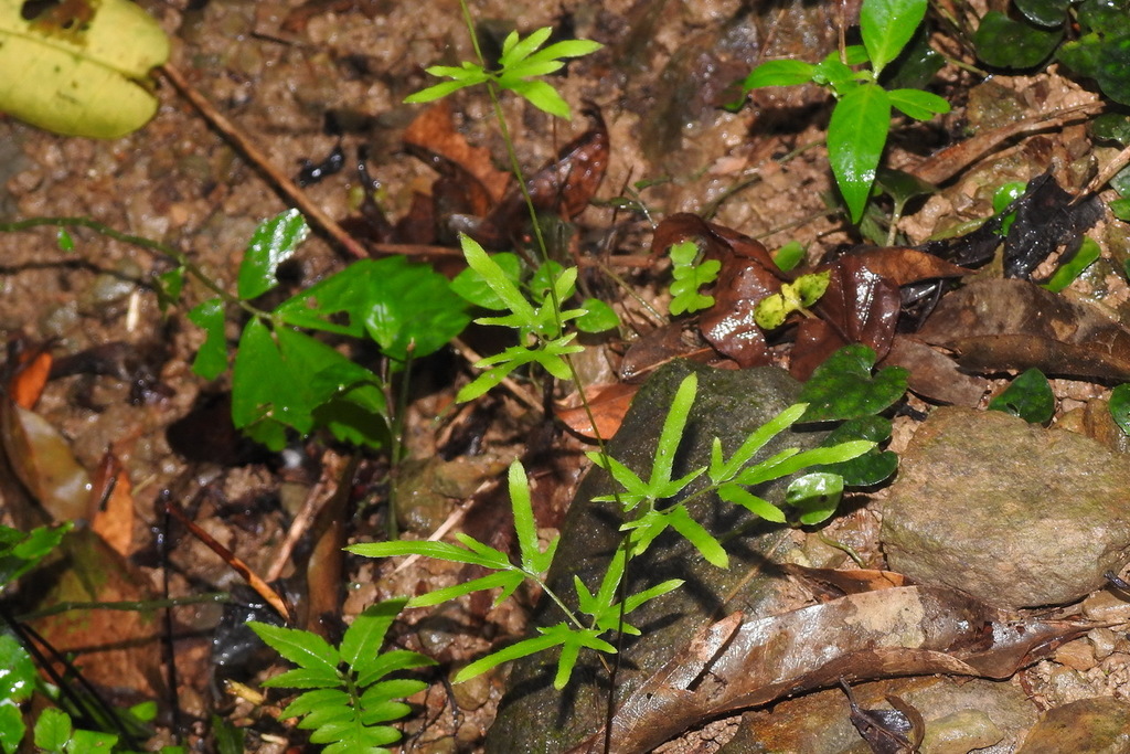 Japanese climbing fern from 台灣屏東縣 on May 16, 2020 at 11:48 AM by Chen ...