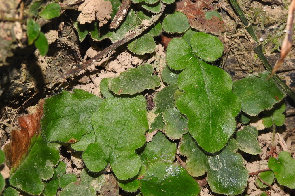 (Tectaria zeilanica) - Botanical Realm