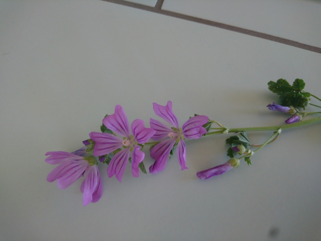 Common Mallow from Vernier, Signal, 1214 Vernier, Schweiz on May 19 ...