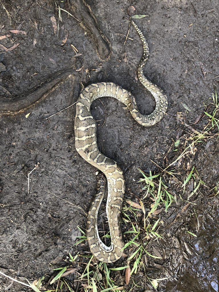 Coastal Carpet Python from Billinudgel Nature Reserve, Wooyung, NSW, AU ...